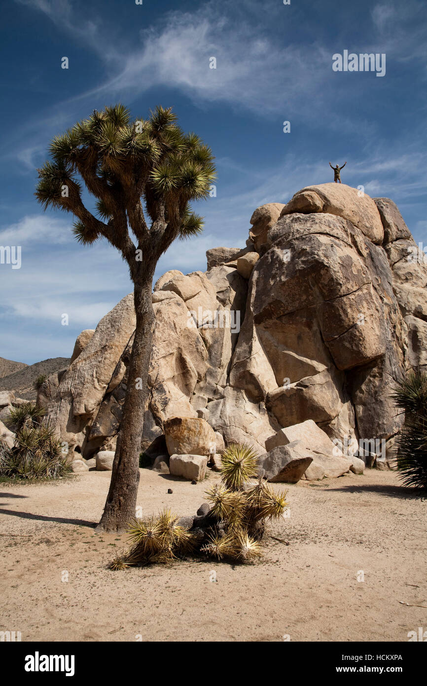 Landscapes near Ryan Campground in Joshua Tree National Park Stock ...