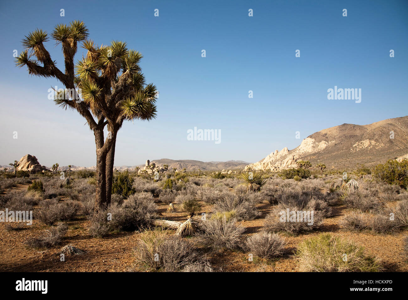 Landscapes near Ryan Campground in Joshua Tree National Park Stock ...