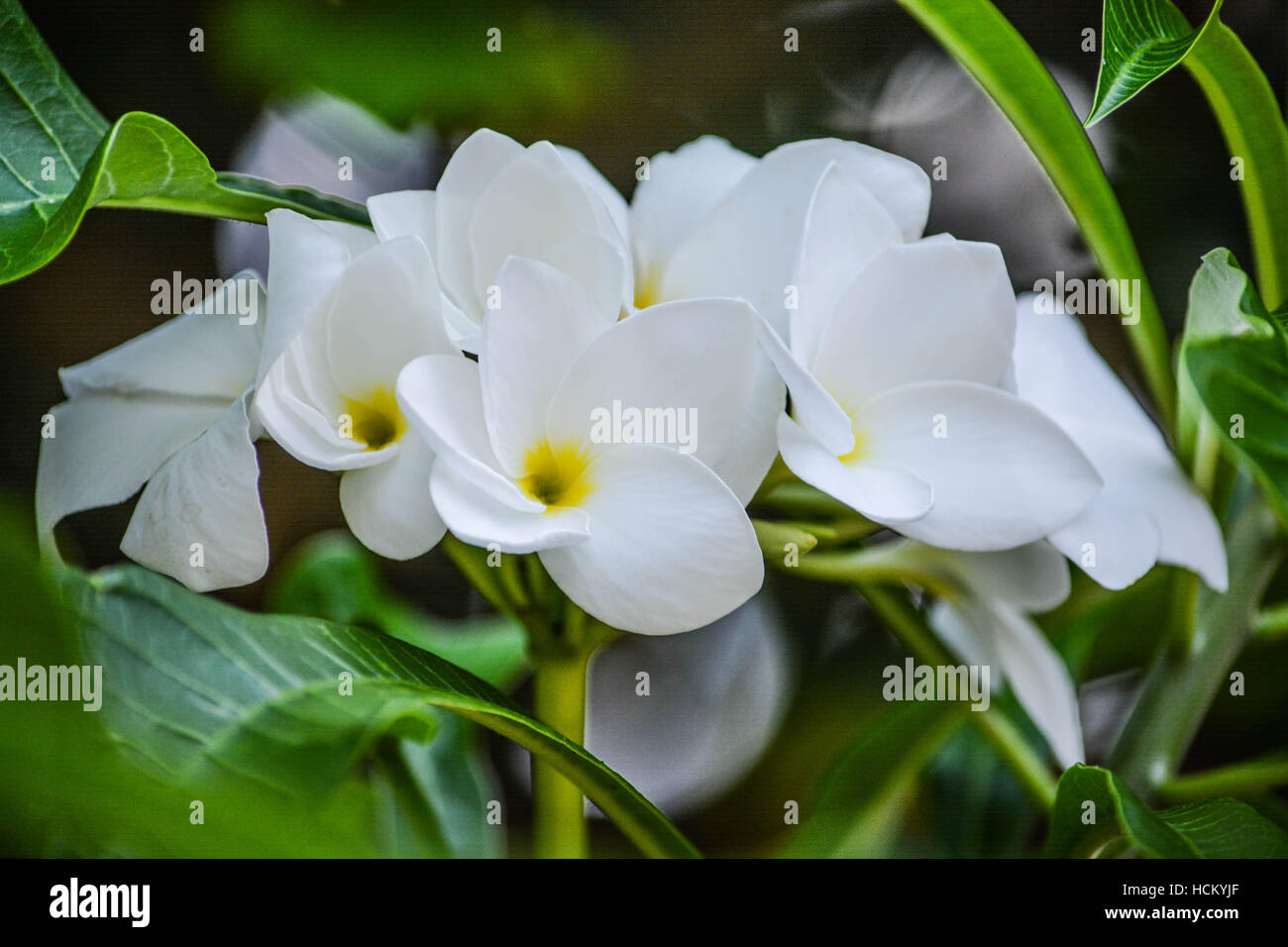 Beautiful patch of White flowers Stock Photo - Alamy