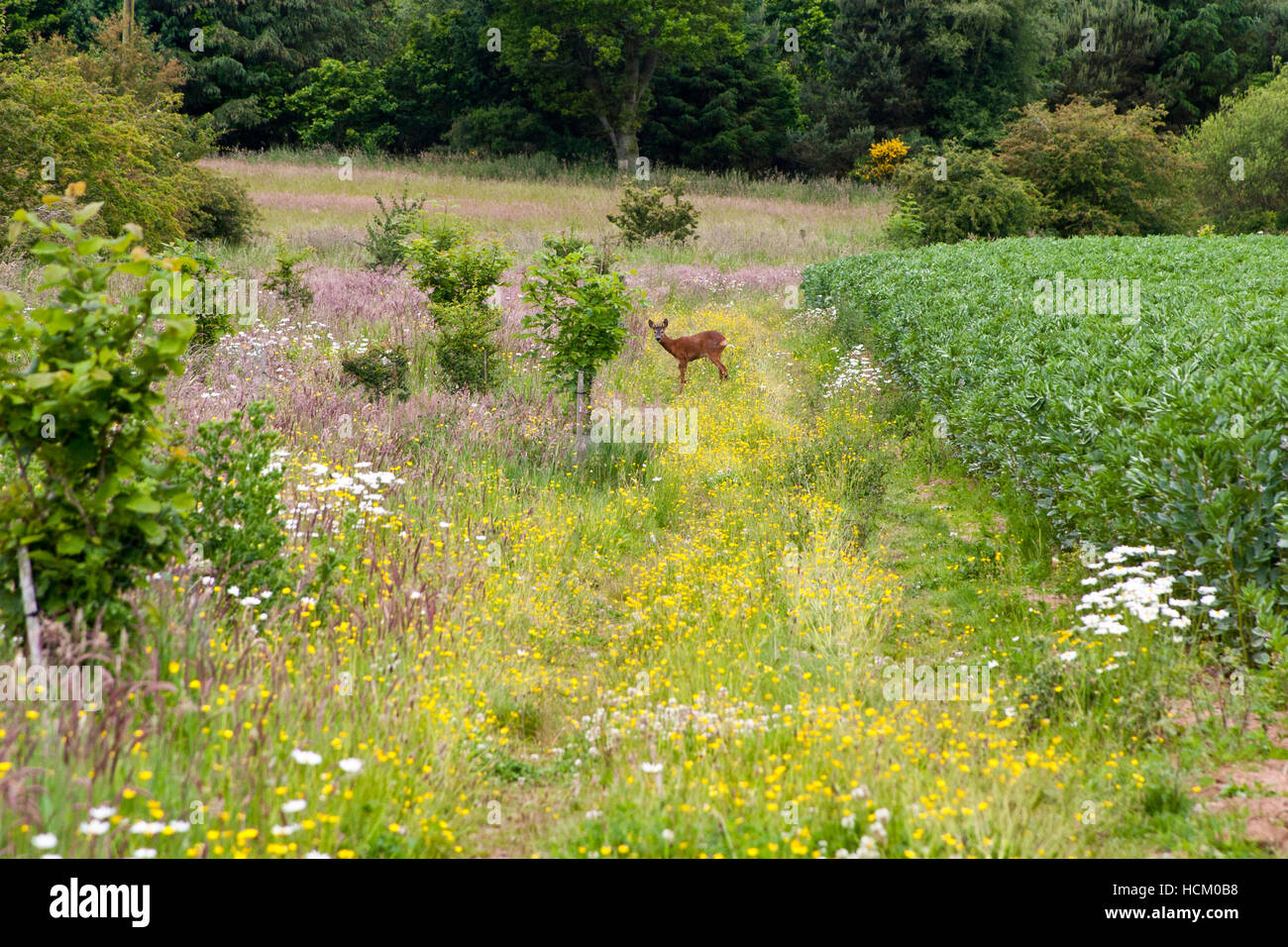 surprised young buck roe deer in summer meadow Stock Photo - Alamy