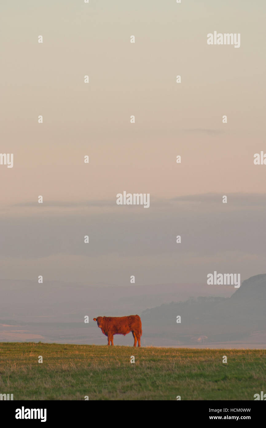 Brown cow in evening light Stock Photo - Alamy