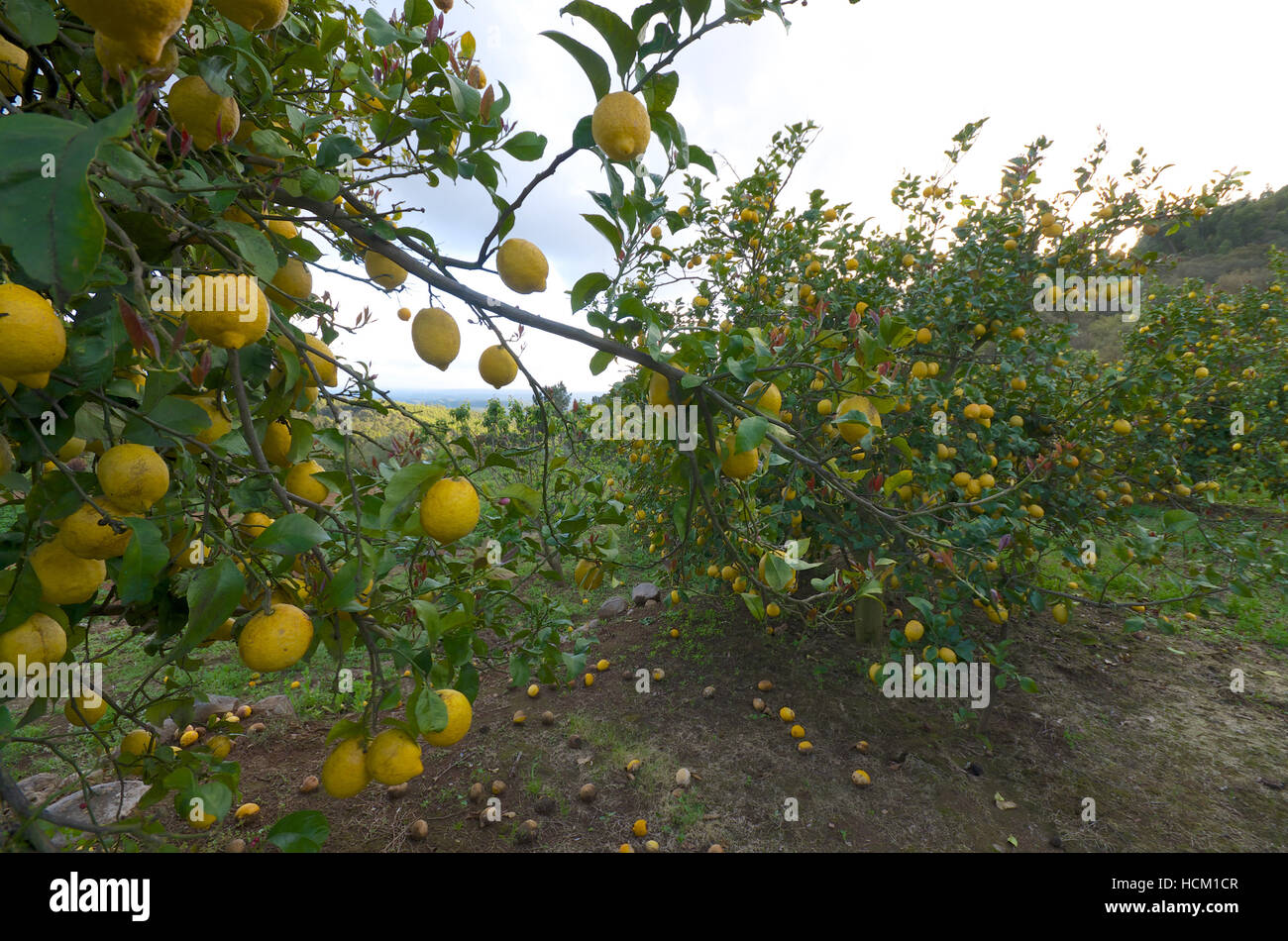Lemon grove in serra de hi-res stock photography and images - Alamy