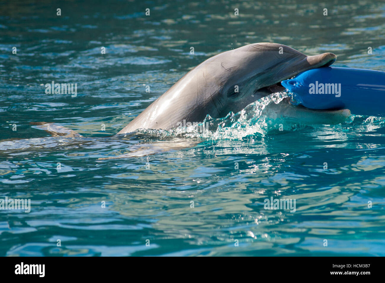 A dolphin having fun with a floating toy Stock Photo - Alamy
