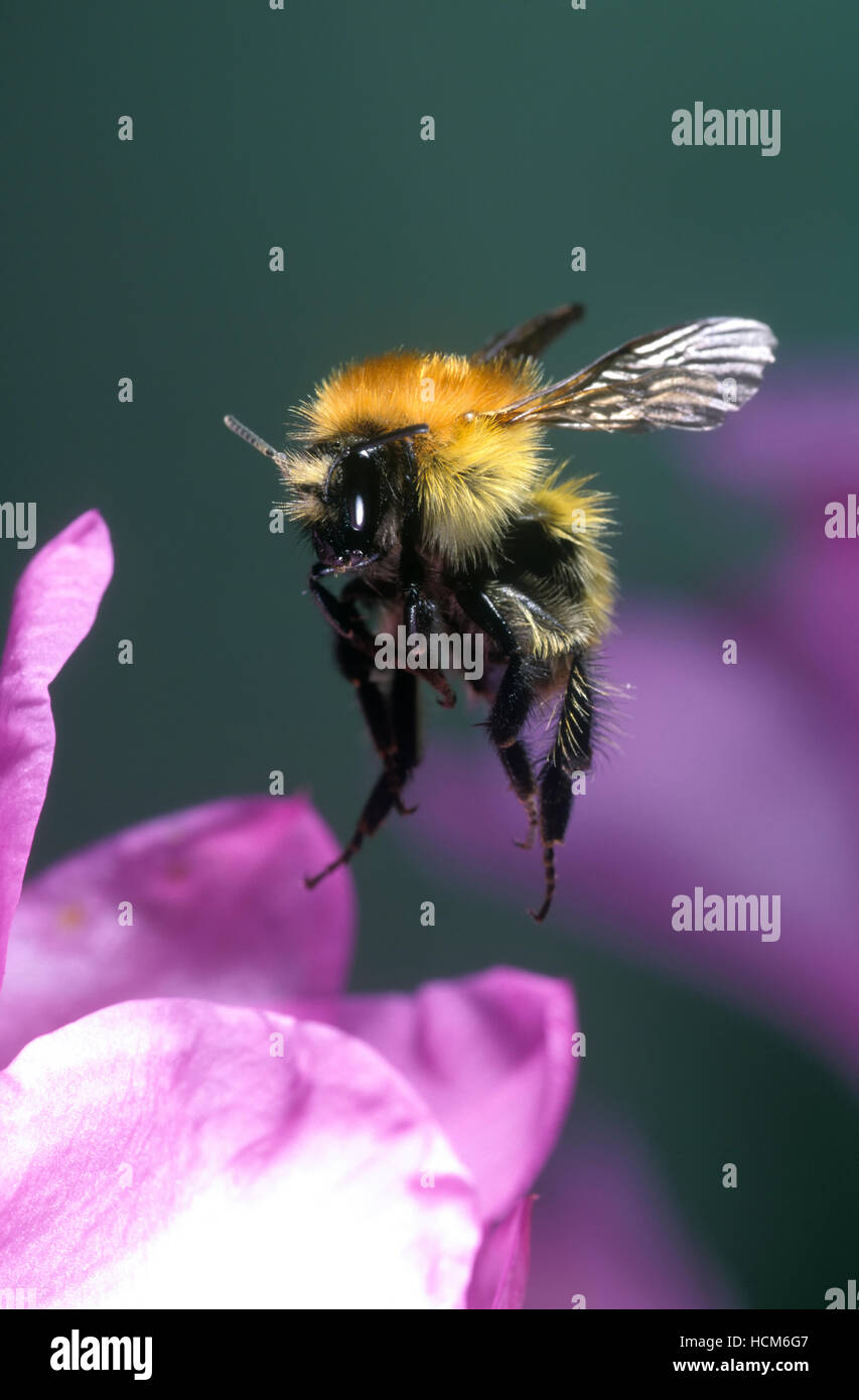 Bombus Subterraneus High Resolution Stock Photography and Images - Alamy