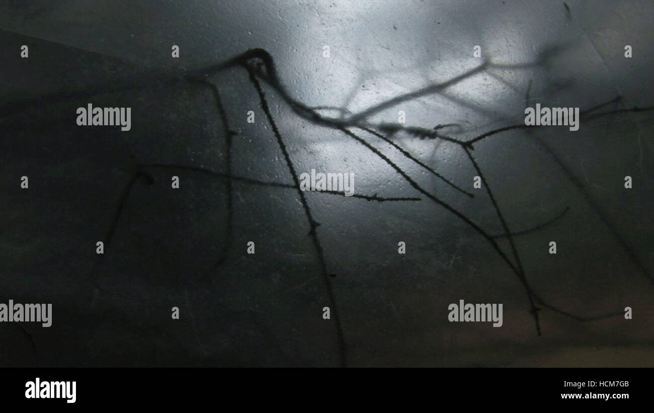 THE SOUND OF INSECTS: RECORD OF A MUMMY, 2008. ©Lorber Films/Courtesy ...