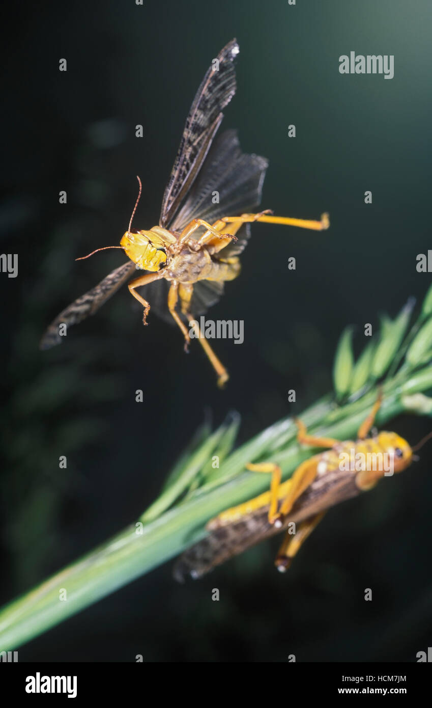 Desert Locust Flying High Resolution Stock Photography and Images - Alamy