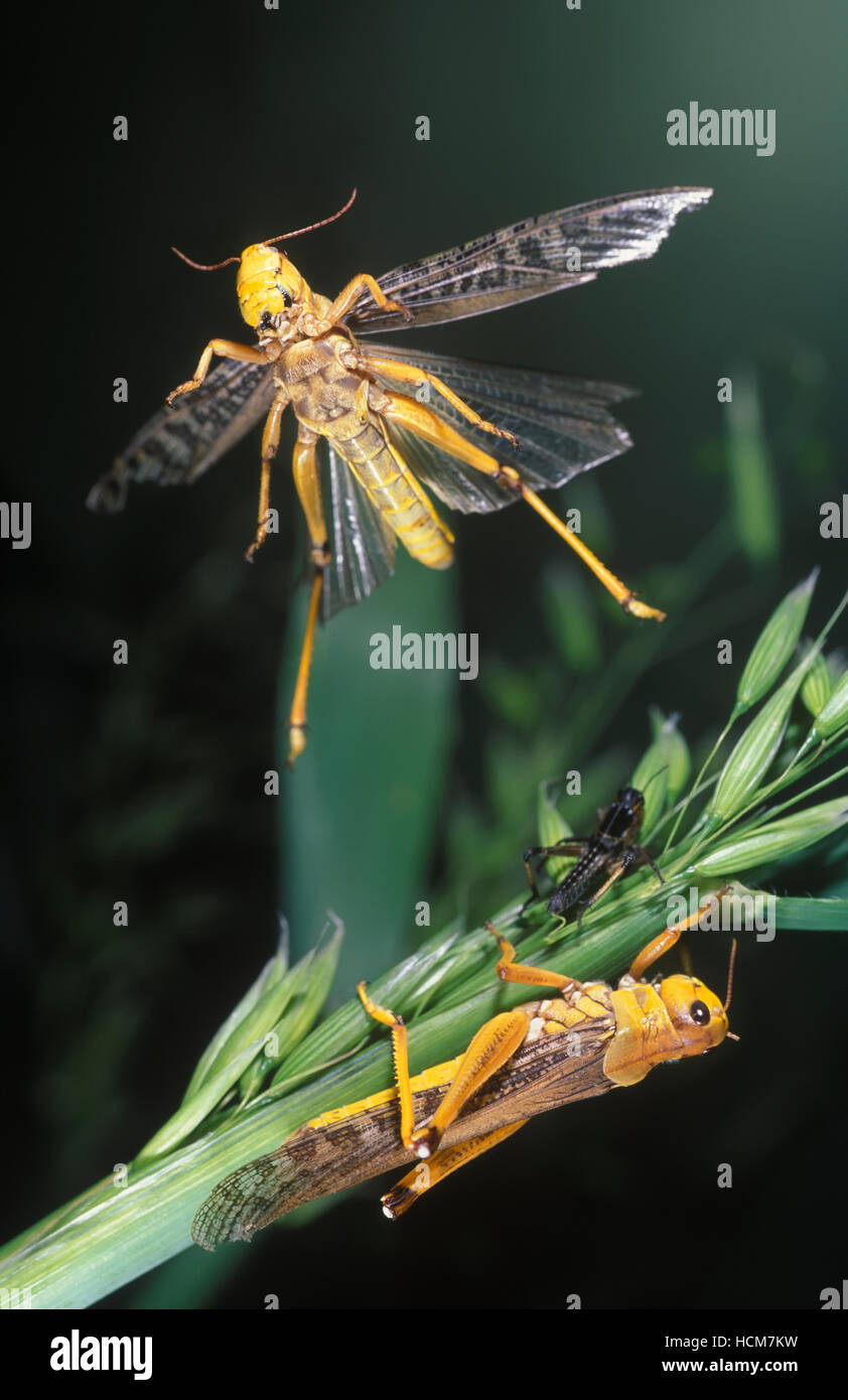 Desert Locust Flying High Resolution Stock Photography and Images - Alamy