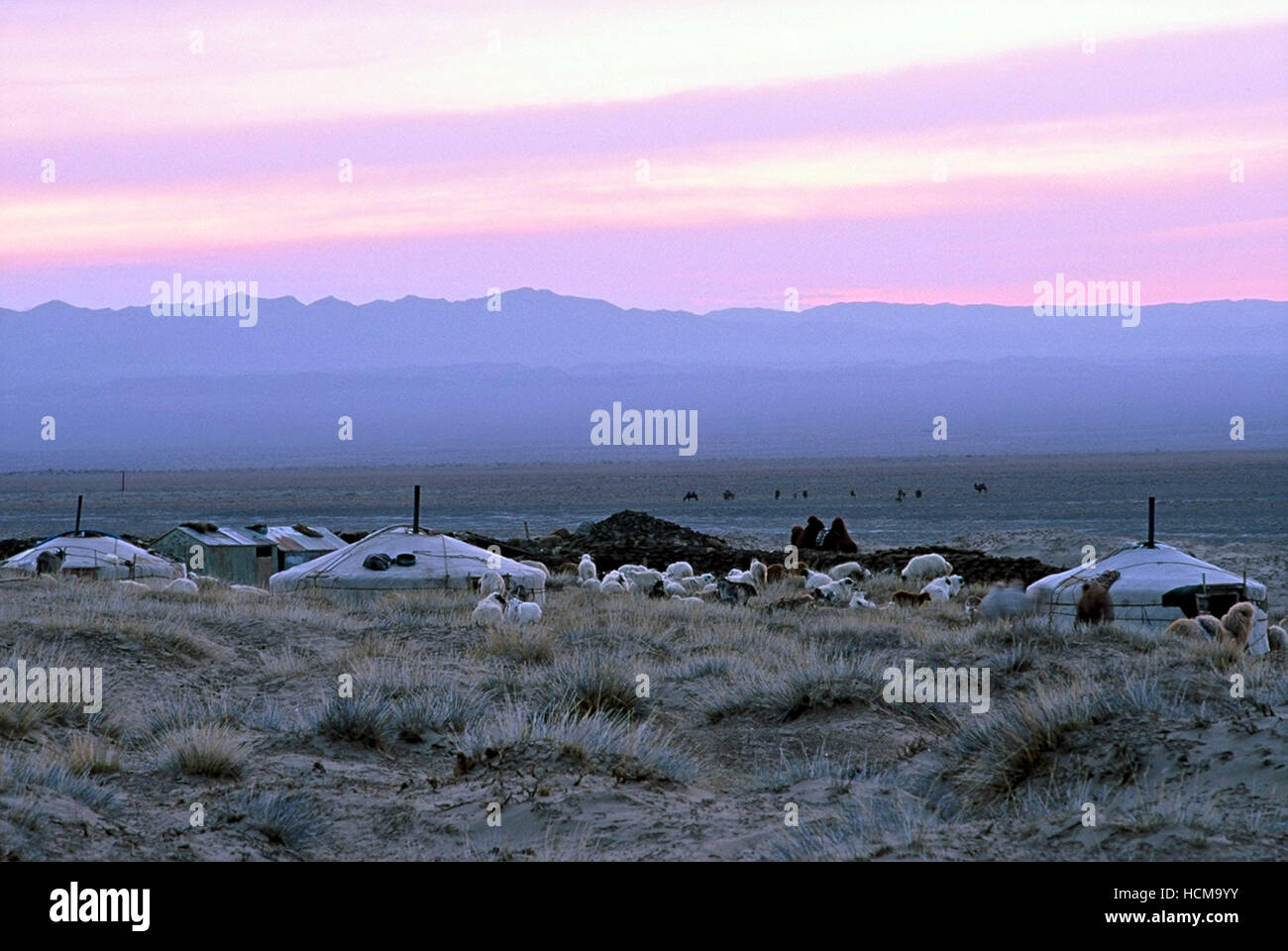 THE STORY OF THE WEEPING CAMEL (DIE GESCHICHTE VOM WEINENDEN KAMEL ...