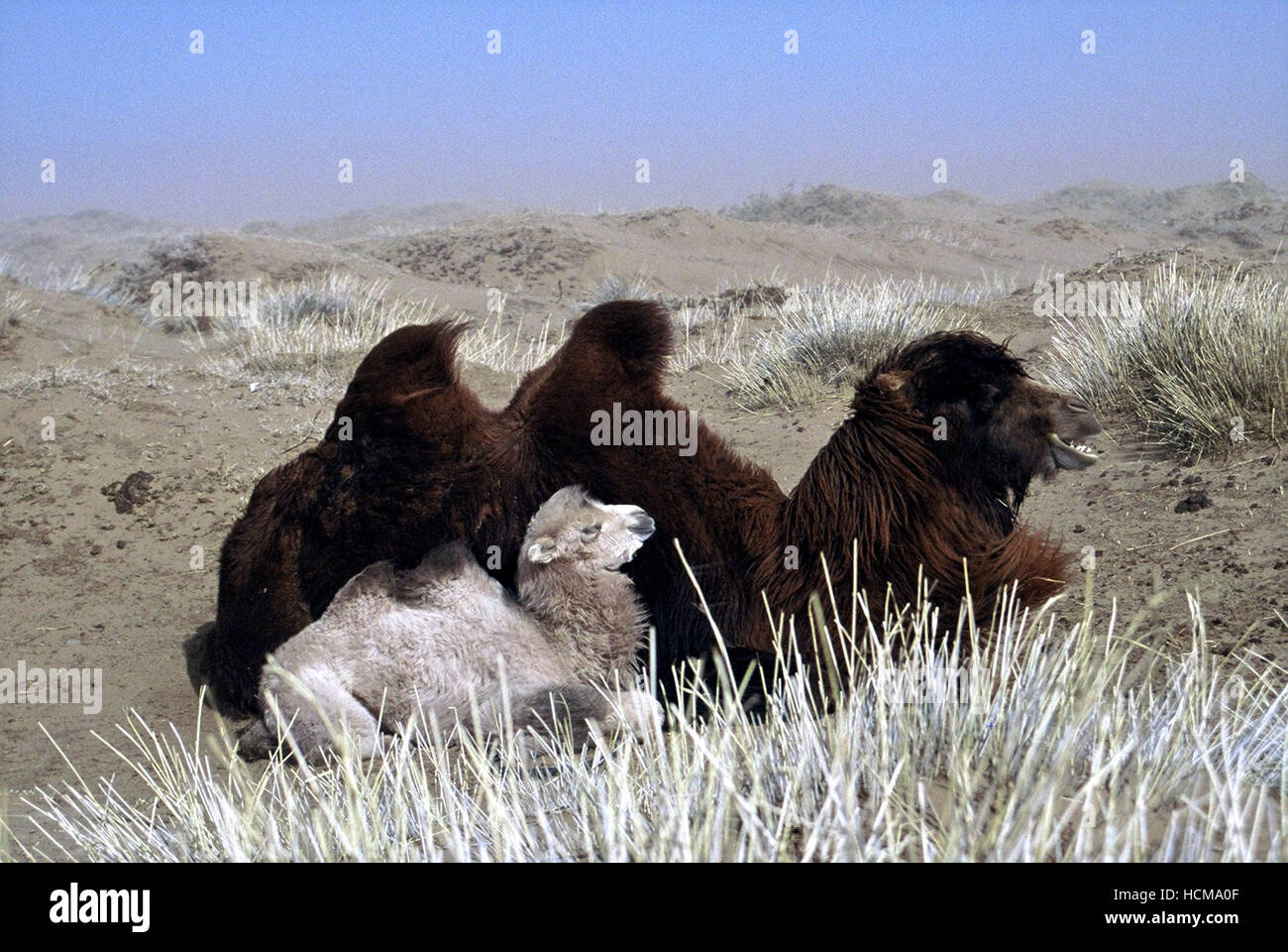 THE STORY OF THE WEEPING CAMEL, (aka DIE GESCHICHTE VOM WEINENDEN KAMEL ...