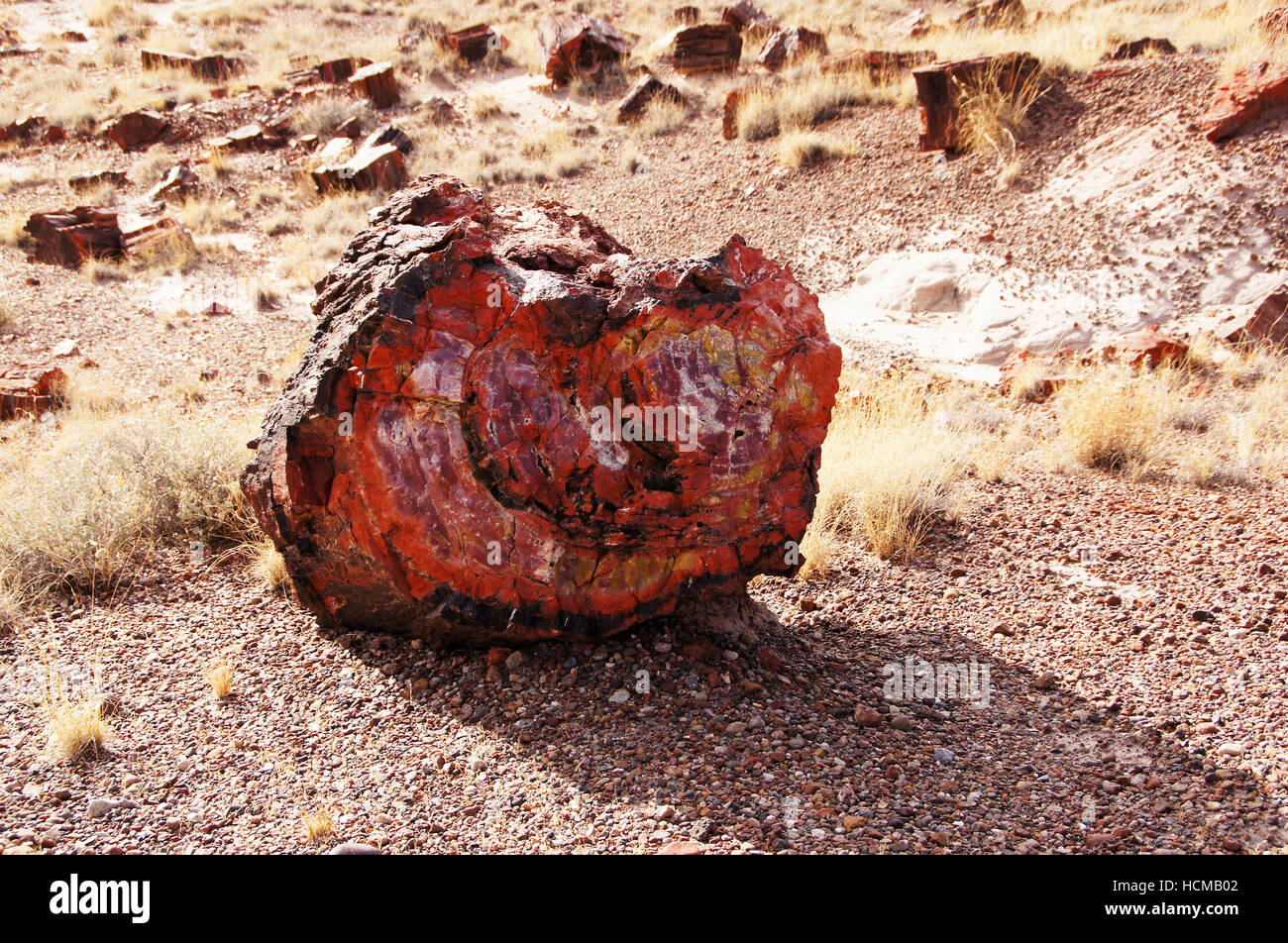 Petrified Forest National Park is a United States national park in ...