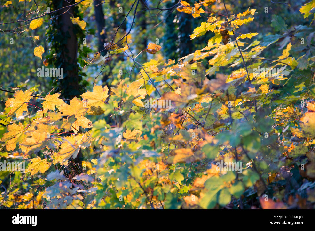 Yellow autumn leafs in autumn in Czech Republic Stock Photo - Alamy