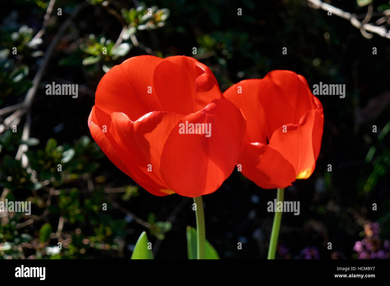 Back paired hi-res stock photography and images - Alamy