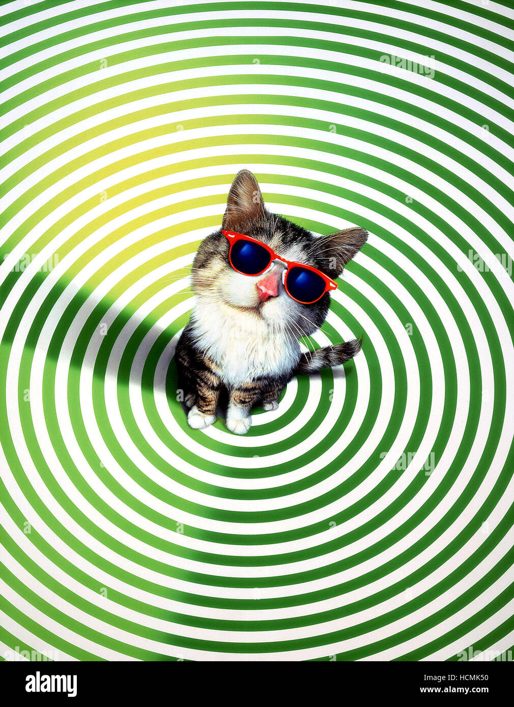 THAT DARN CAT, 1997, (c) Walt Disney/courtesy Everett Collection Stock ...