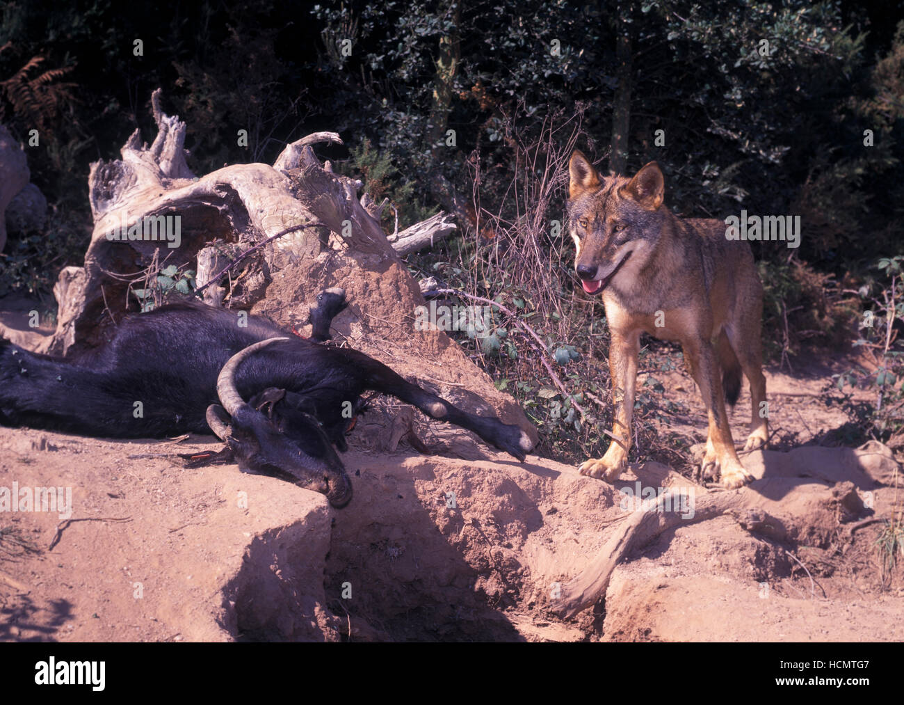 Dead Goat High Resolution Stock Photography and Images - Alamy