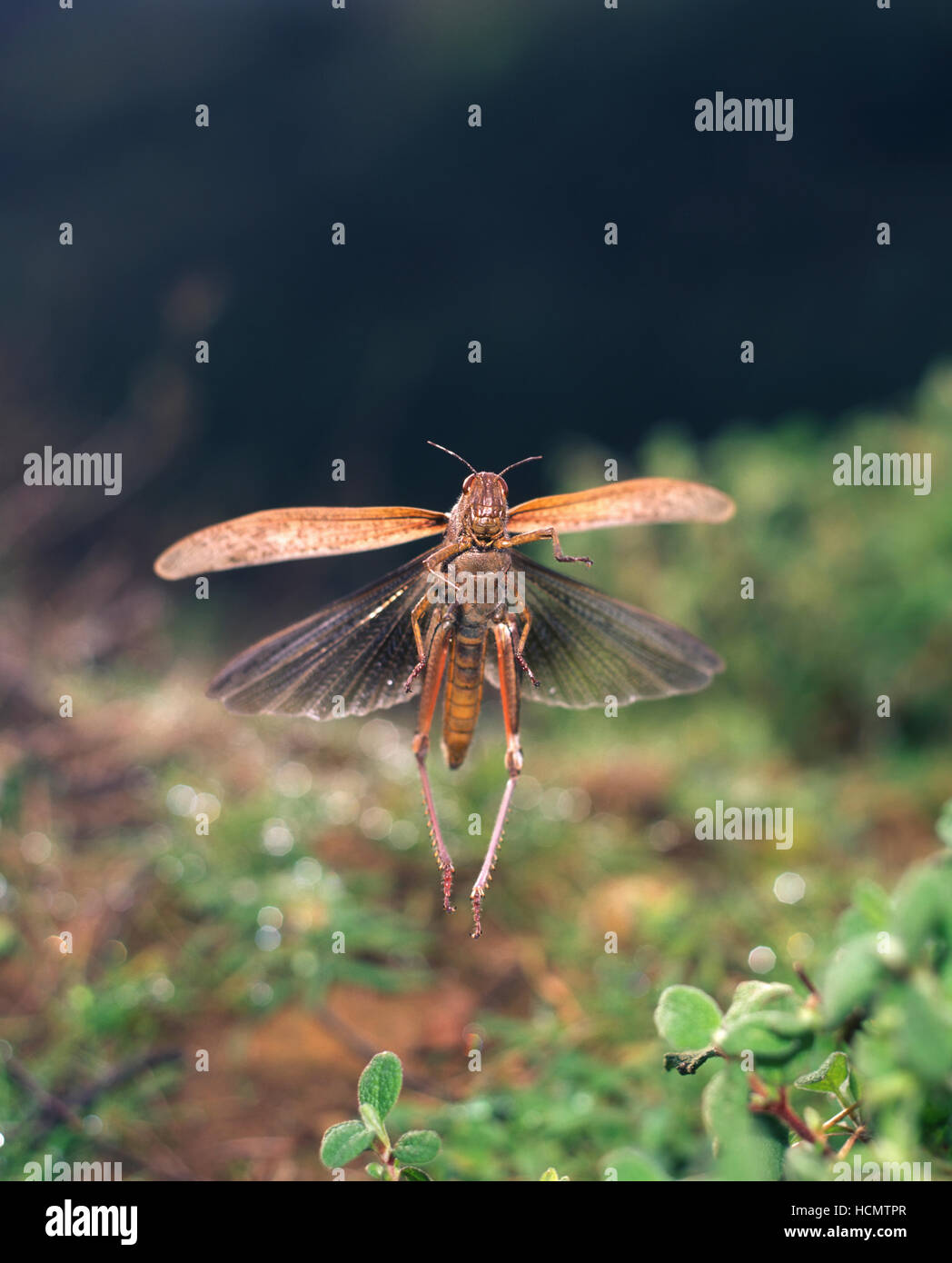 Flying Grasshopper Not Circus Not Roy High Resolution Stock Photography ...