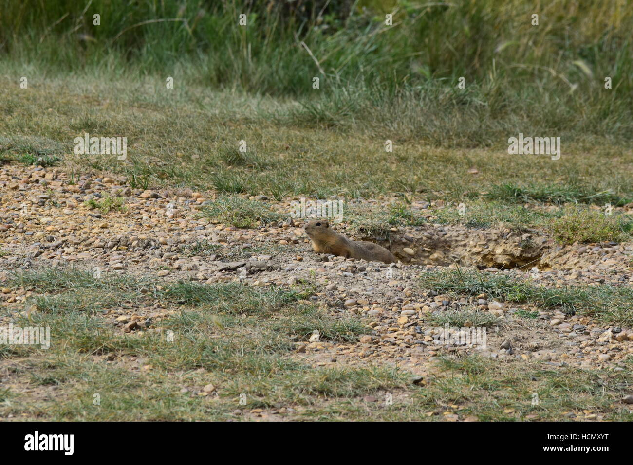 A prairie dog examines the area around his den Stock Photo - Alamy