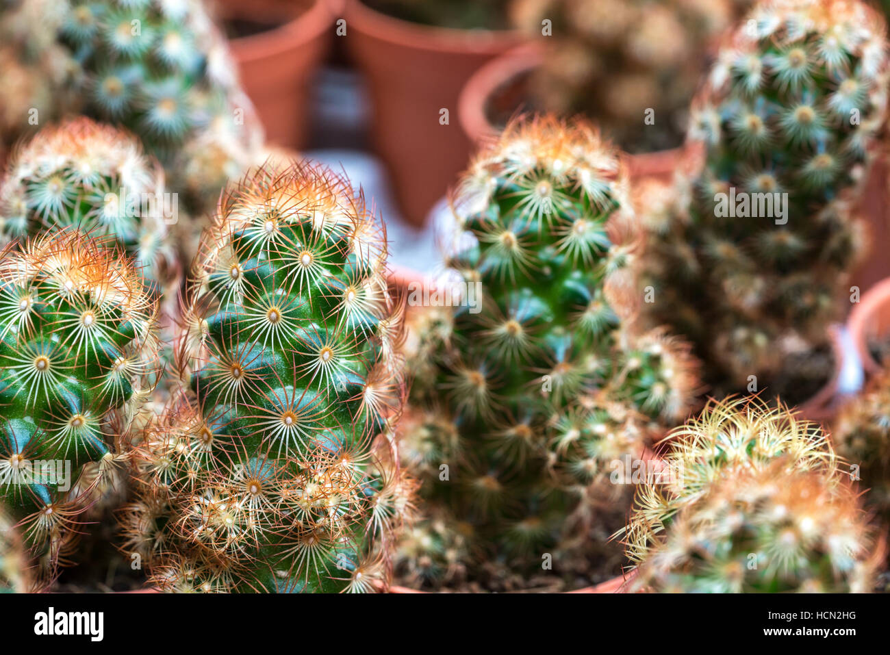 Cactus with close up view Stock Photo - Alamy