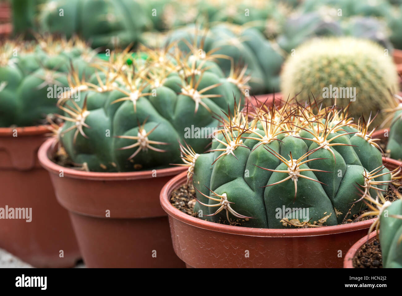 Cactus with close up view Stock Photo - Alamy