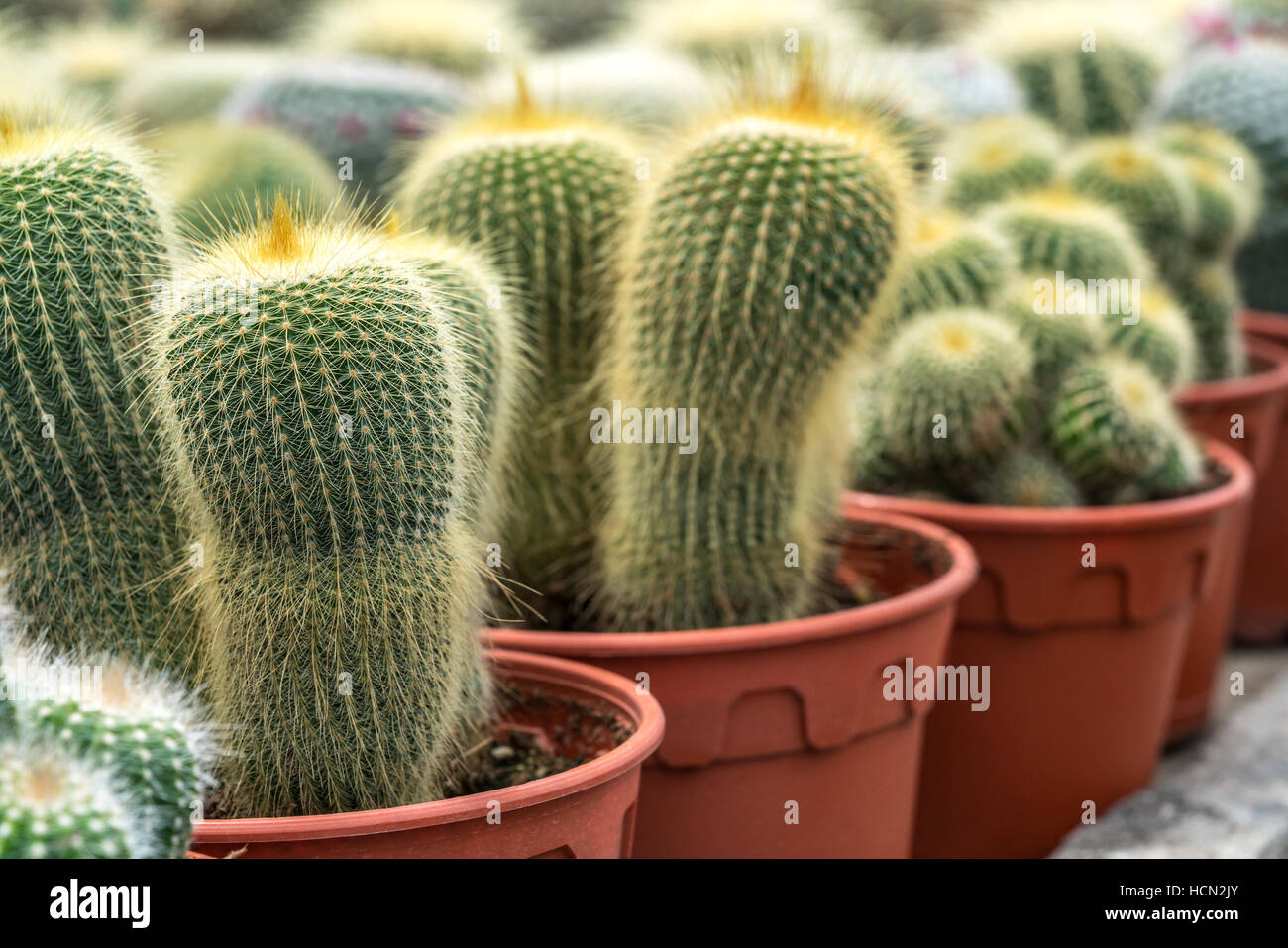 Cactus with close up view Stock Photo - Alamy