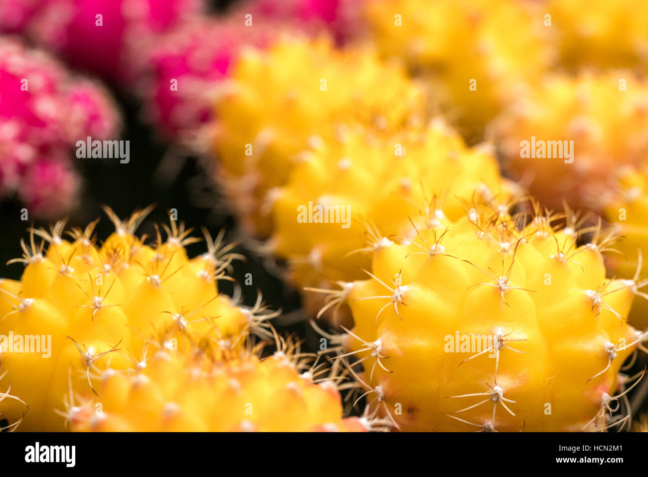 Cactus with close up view Stock Photo - Alamy