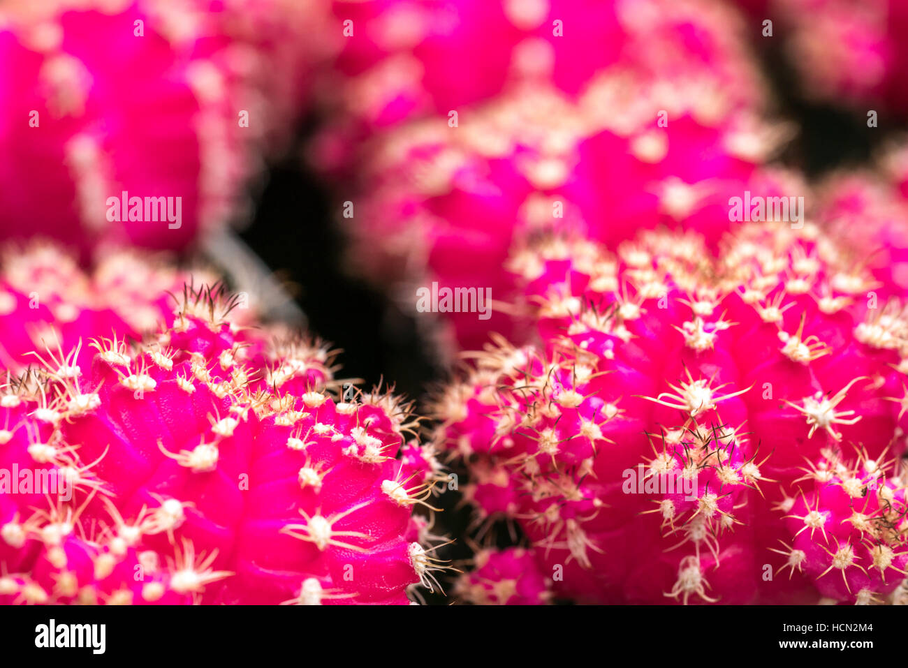 Cactus with close up view Stock Photo - Alamy