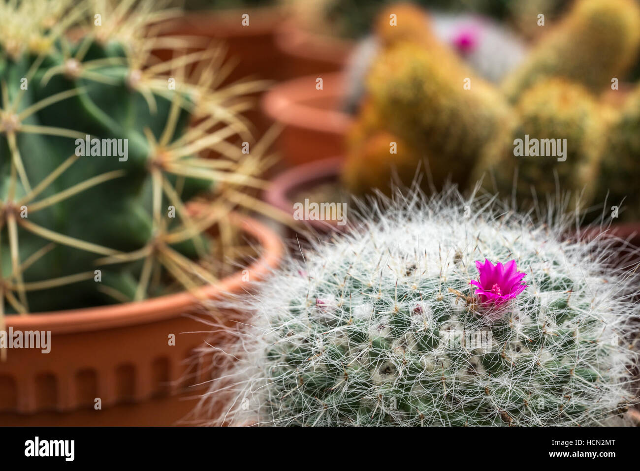 Cactus with close up view Stock Photo - Alamy