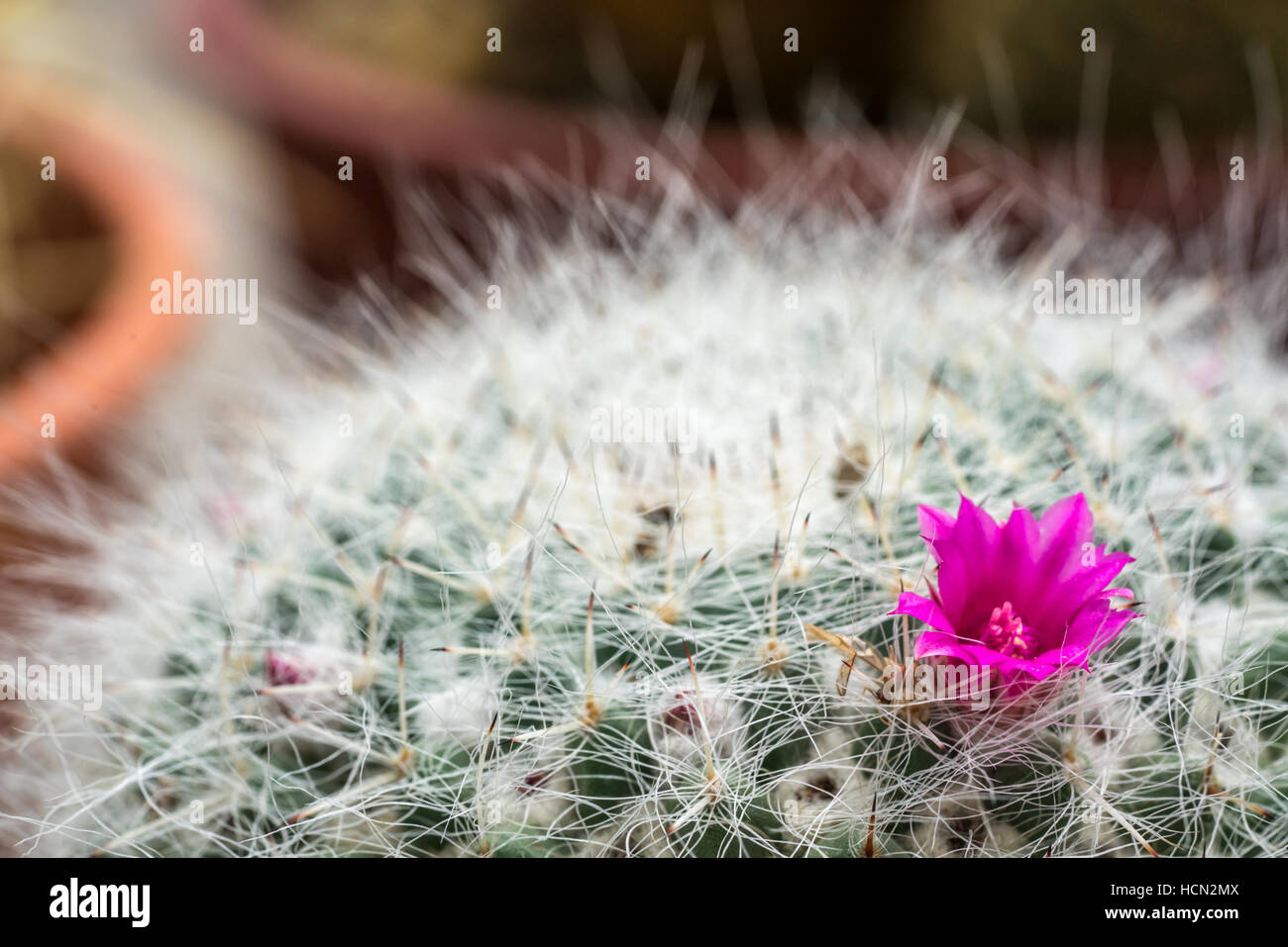 Cactus with close up view Stock Photo - Alamy