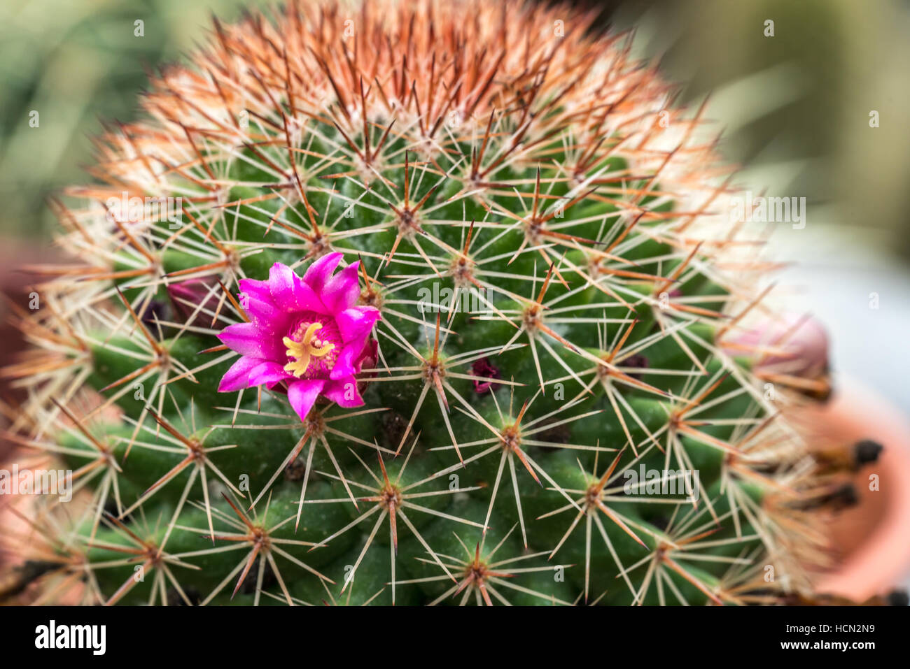 Cactus with close up view Stock Photo - Alamy