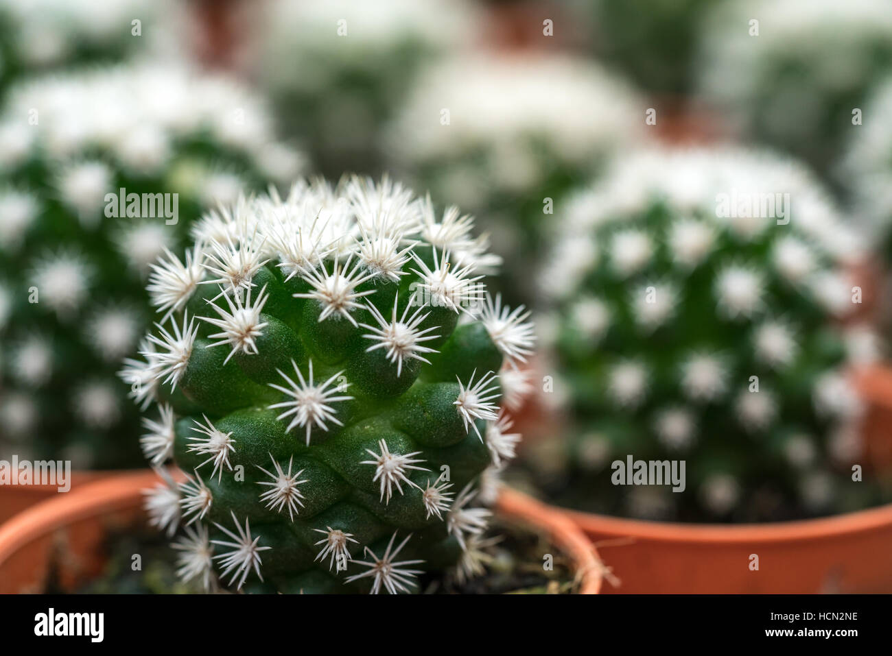 Cactus with close up view Stock Photo - Alamy