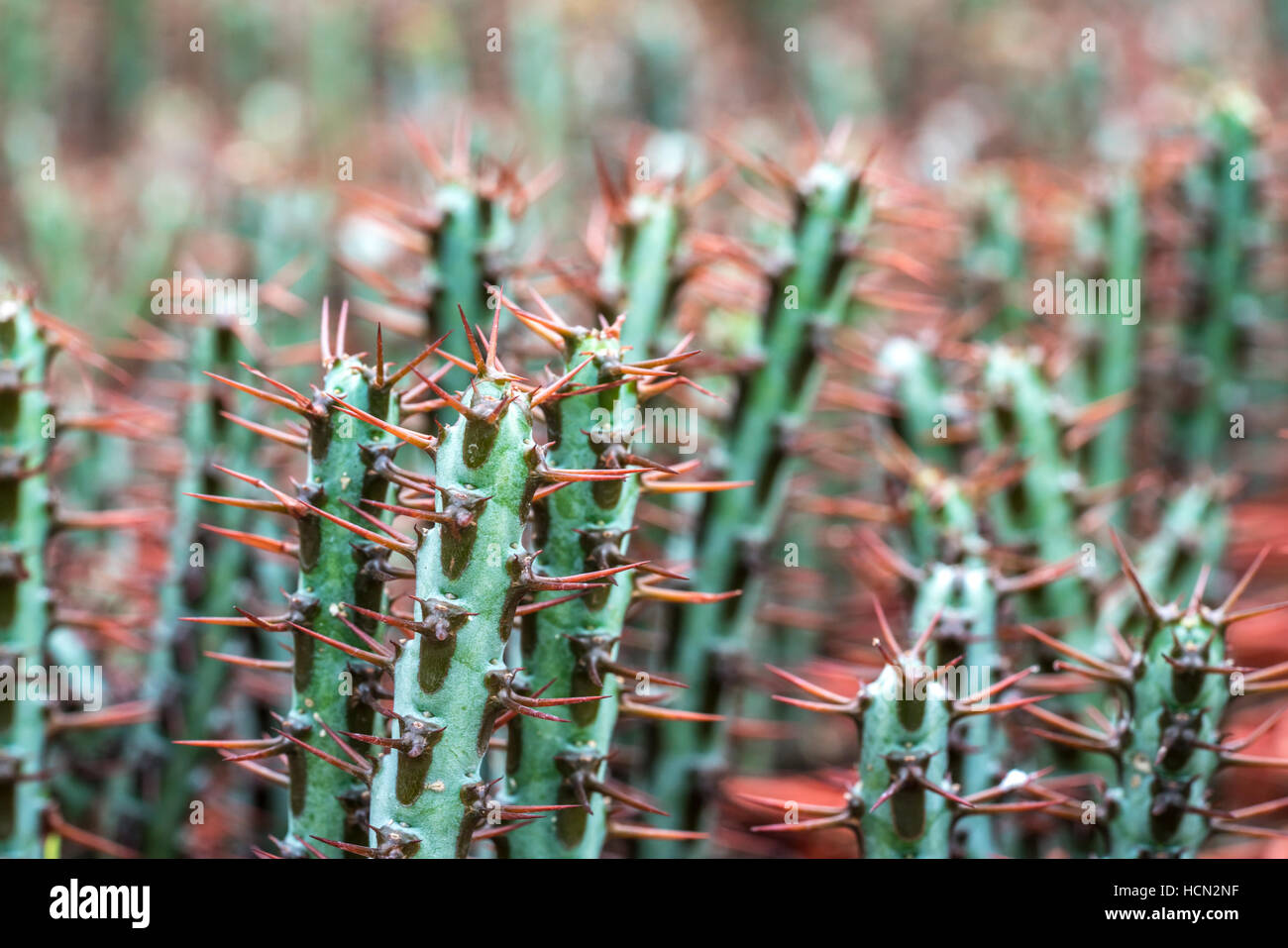 Cactus with close up view Stock Photo - Alamy