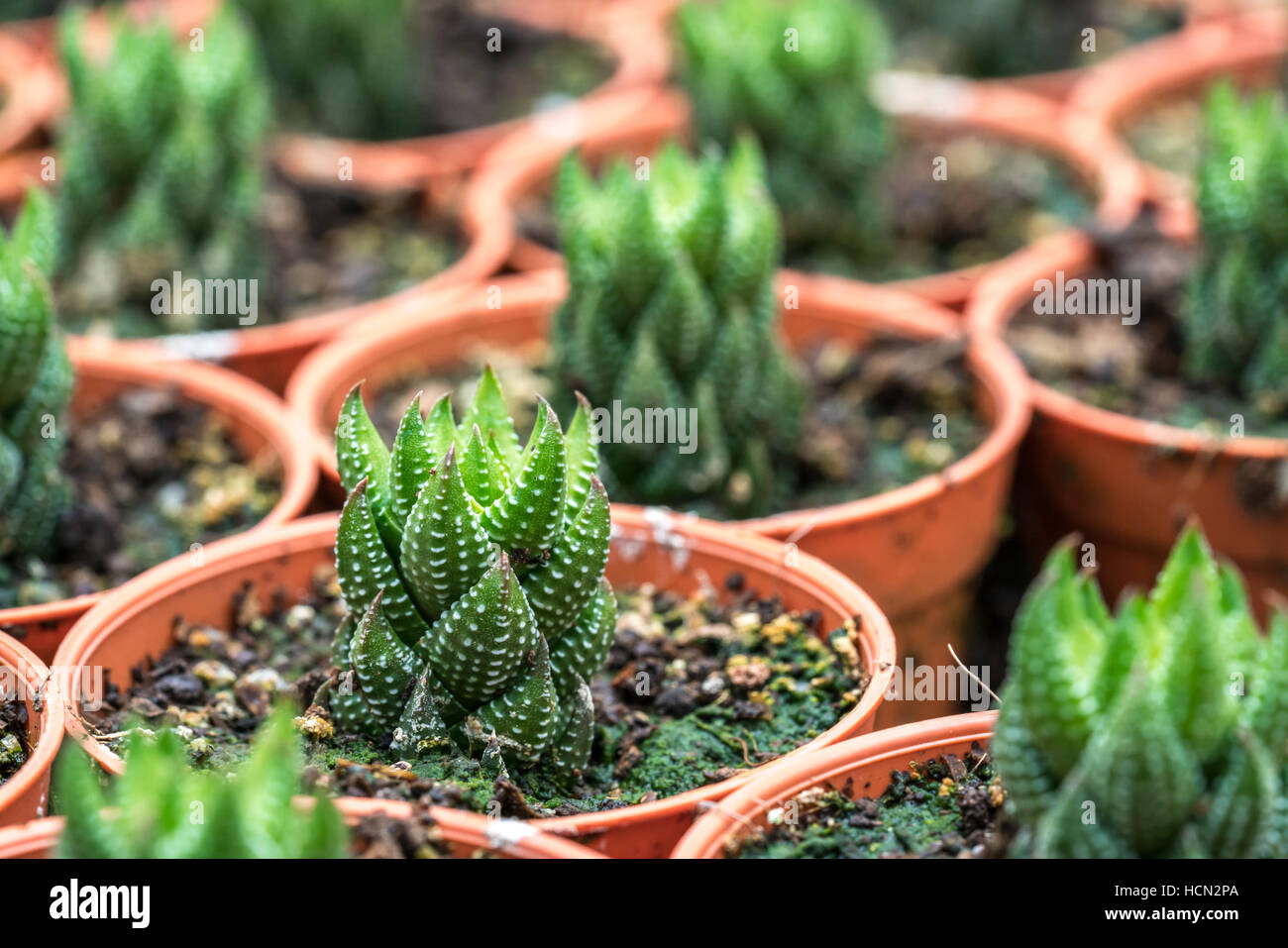Cactus with close up view Stock Photo - Alamy