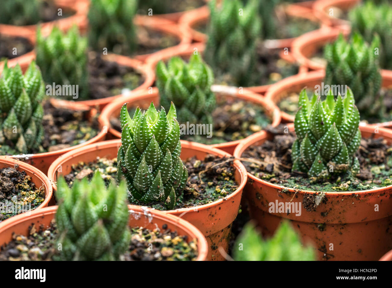 Cactus with close up view Stock Photo - Alamy