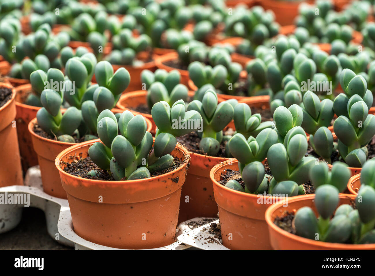 Cactus with close up view Stock Photo - Alamy