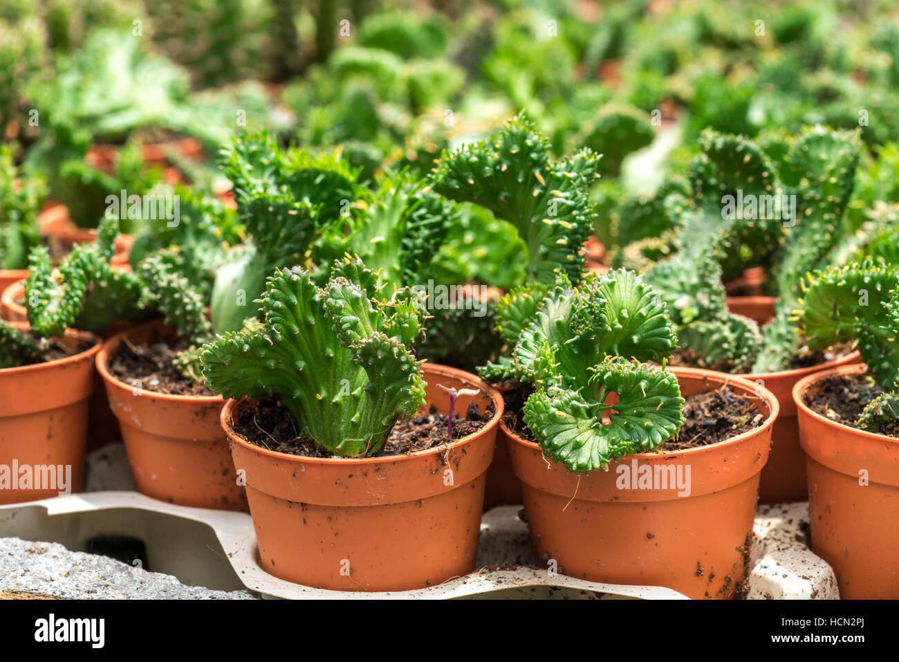 Cactus with close up view Stock Photo - Alamy