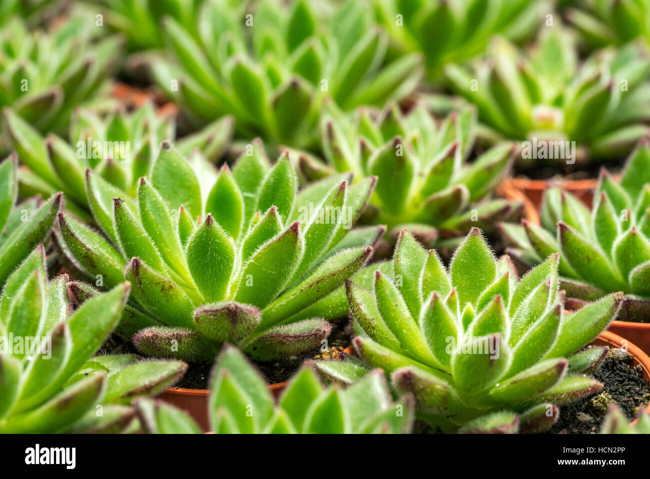 Cactus with close up view Stock Photo - Alamy