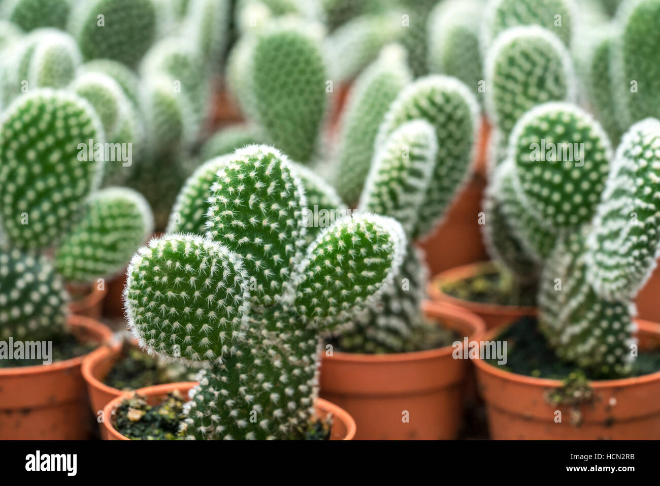 Cactus with close up view Stock Photo - Alamy