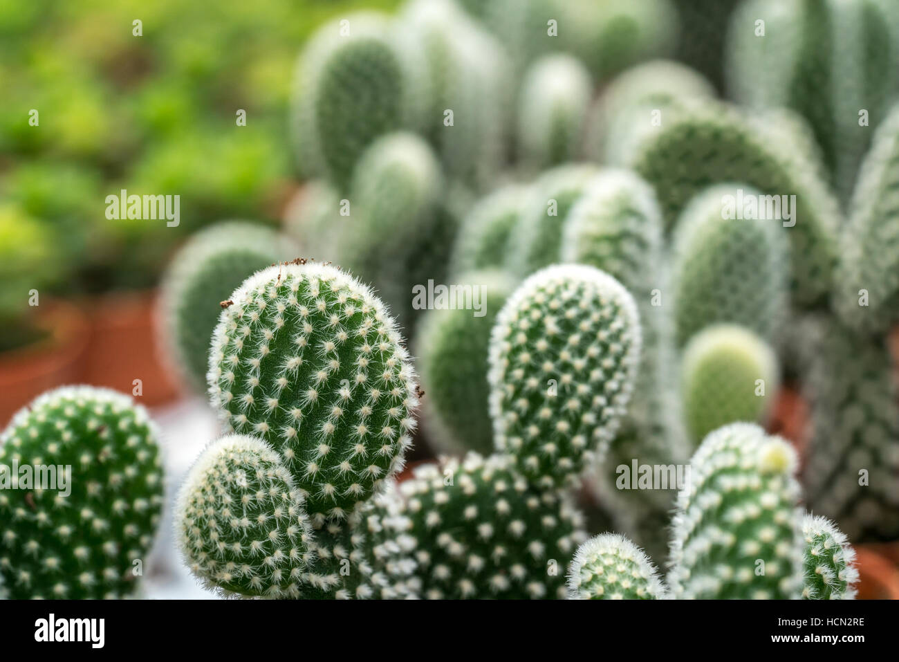 Cactus with close up view Stock Photo - Alamy