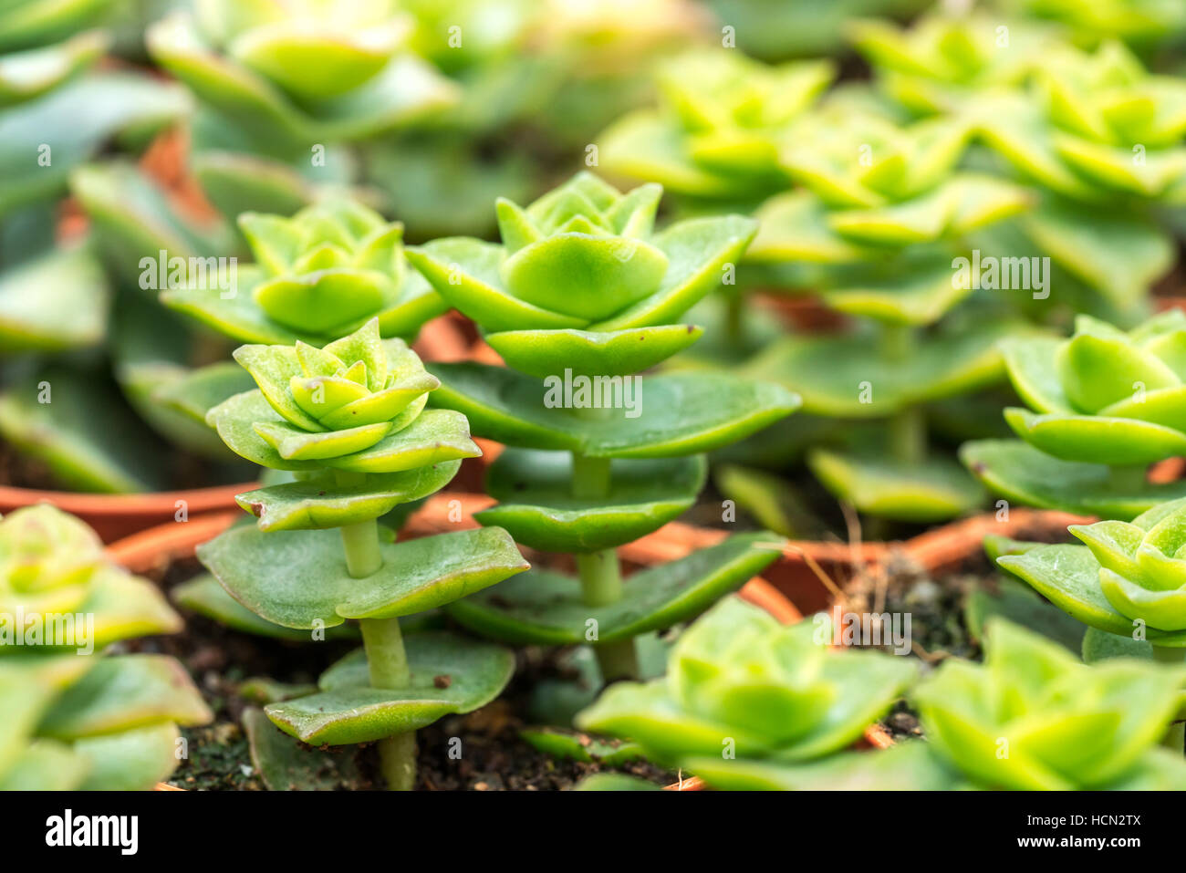 Cactus with close up view Stock Photo - Alamy