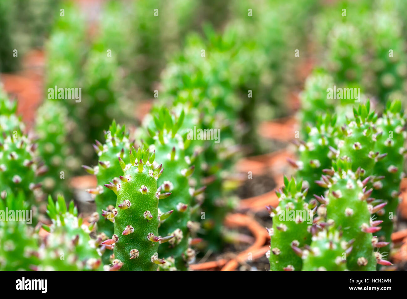 Cactus with close up view Stock Photo - Alamy
