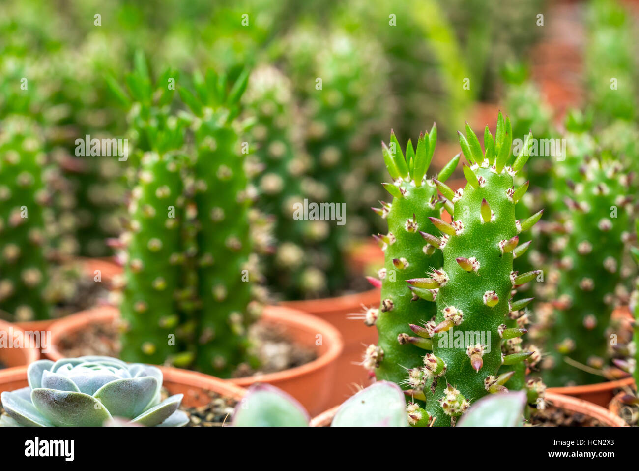 Cactus with close up view Stock Photo - Alamy