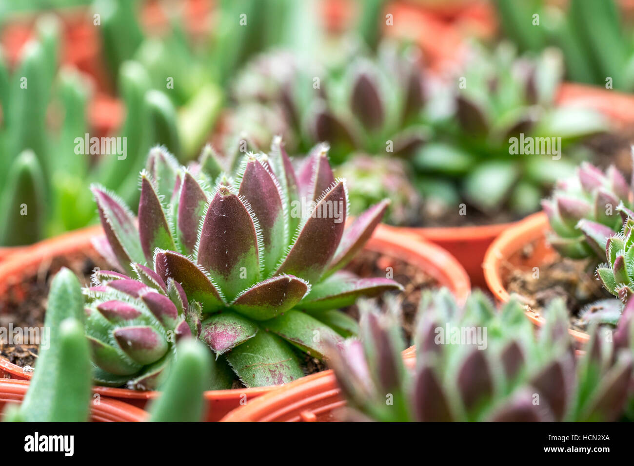 Cactus with close up view Stock Photo - Alamy