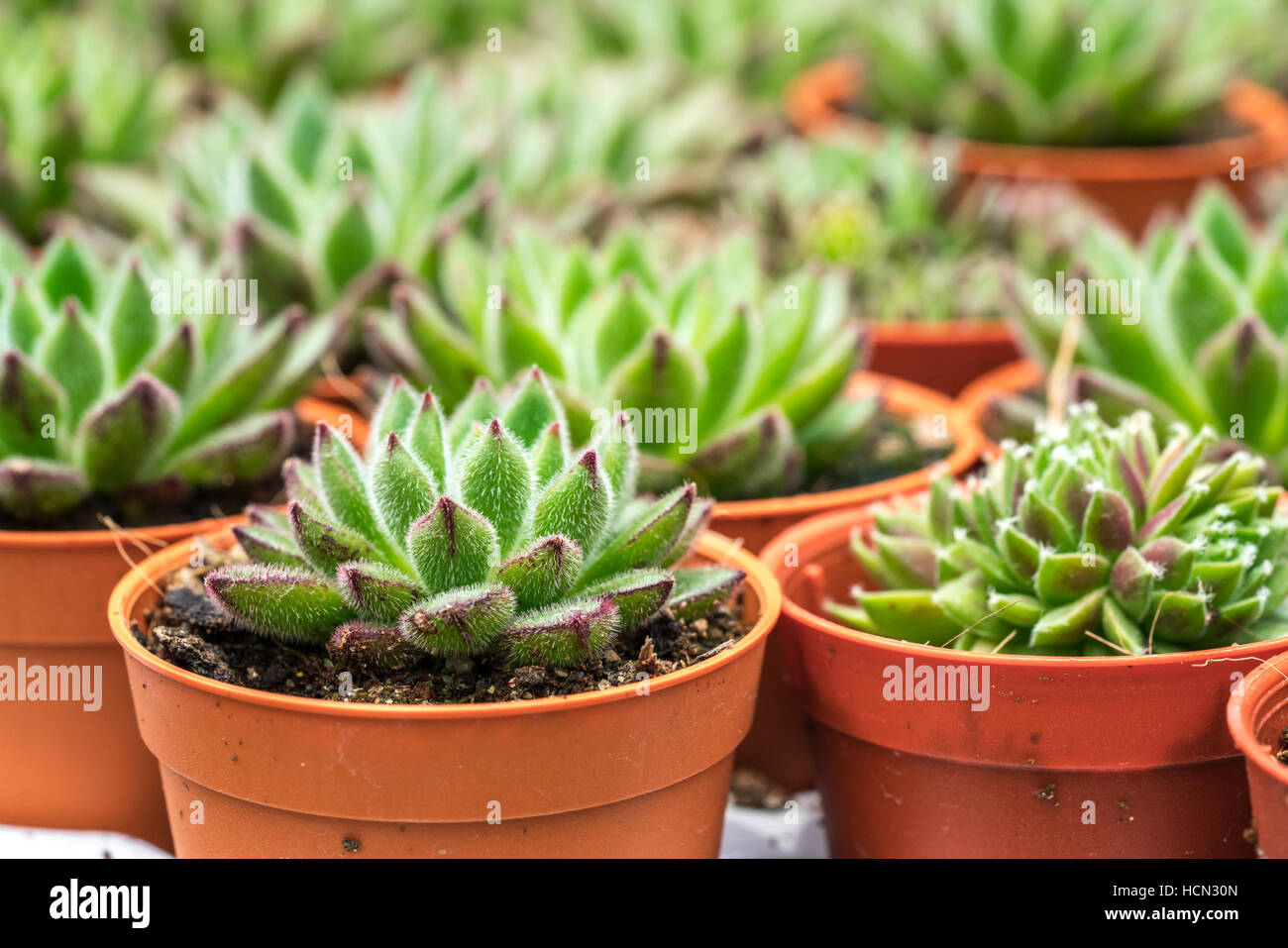 Cactus with close up view Stock Photo - Alamy