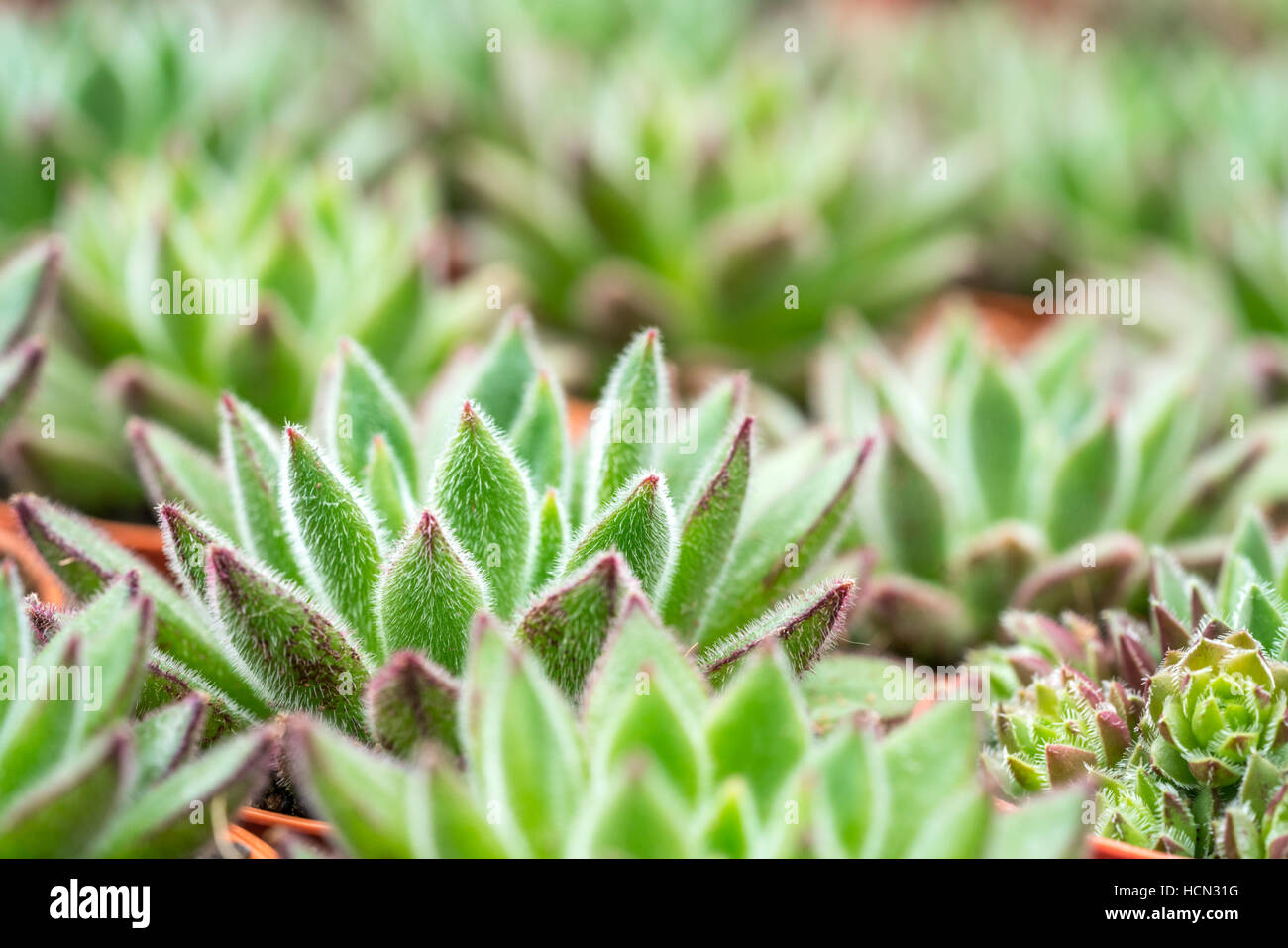Cactus with close up view Stock Photo - Alamy