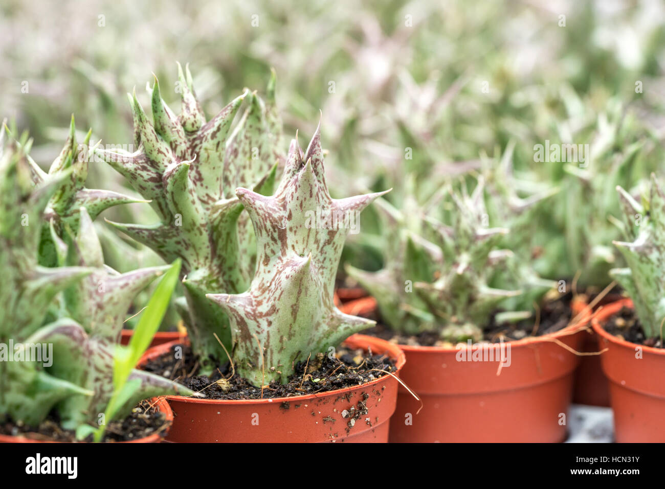 Cactus with close up view Stock Photo - Alamy