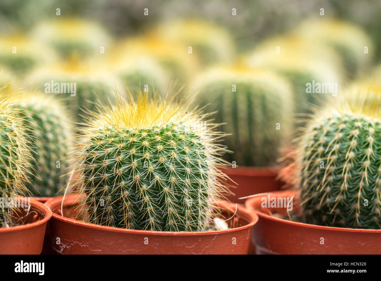 Cactus with close up view Stock Photo - Alamy