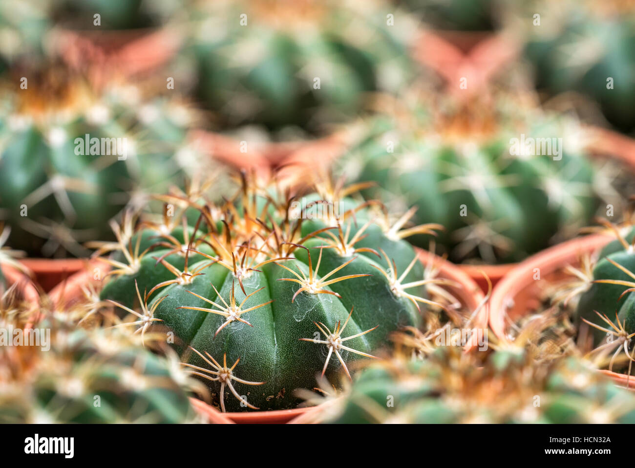 Cactus with close up view Stock Photo - Alamy