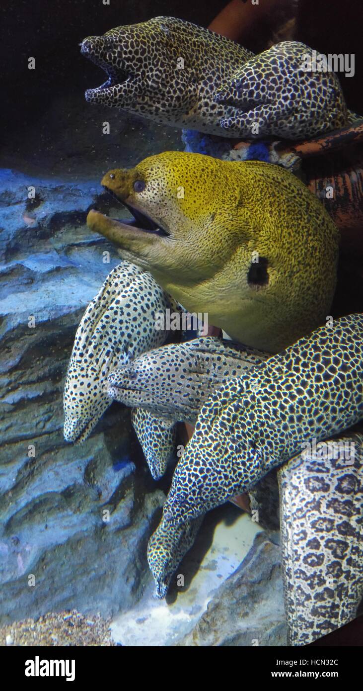 Moray eels hi-res stock photography and images - Alamy