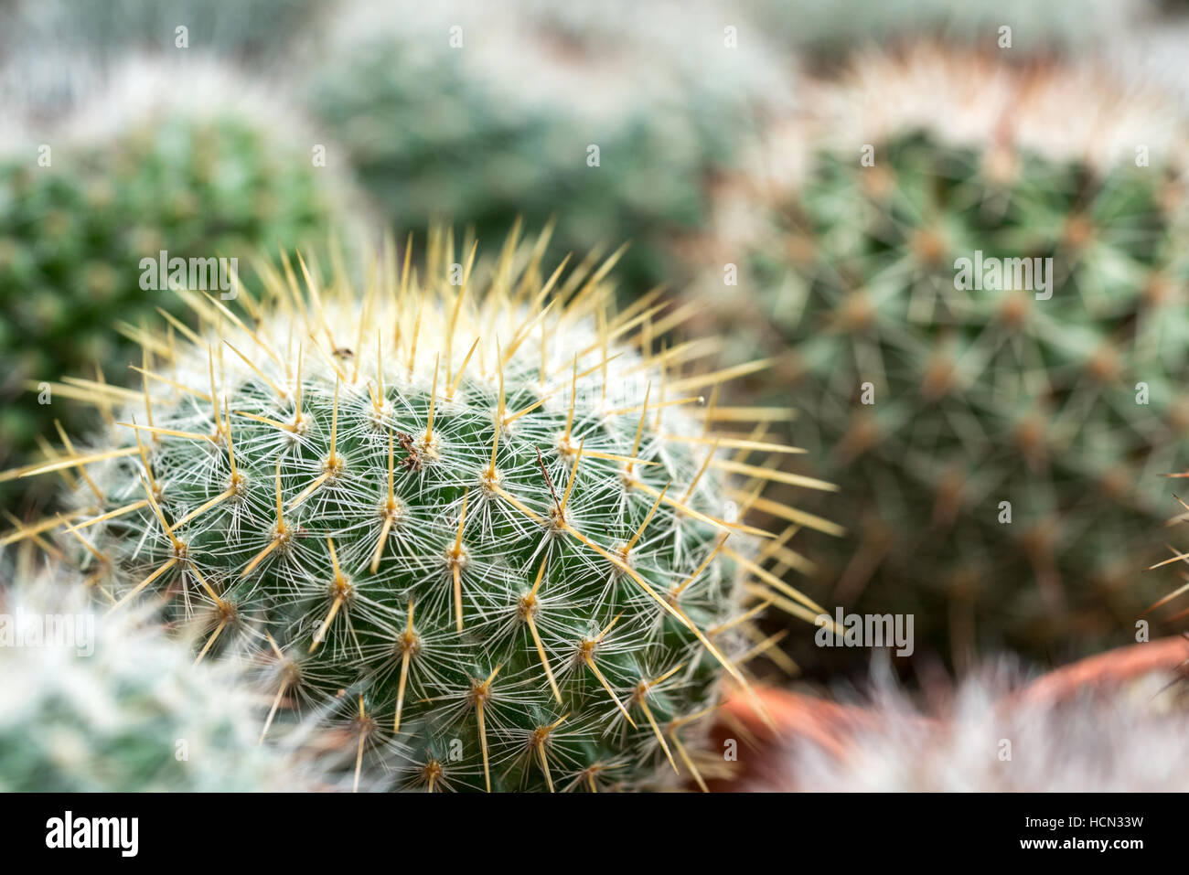 Cactus with close up view Stock Photo - Alamy