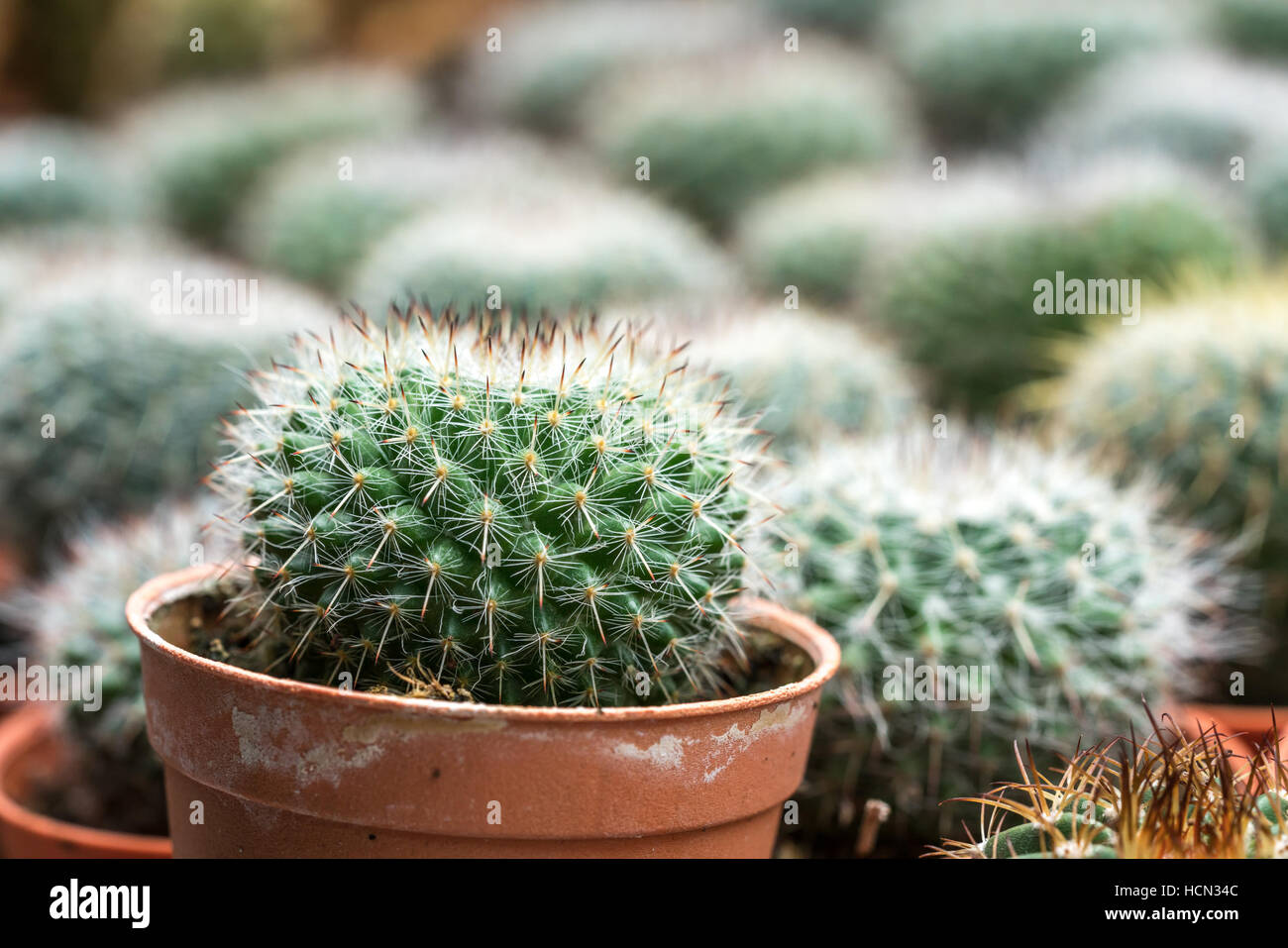 Cactus with close up view Stock Photo - Alamy