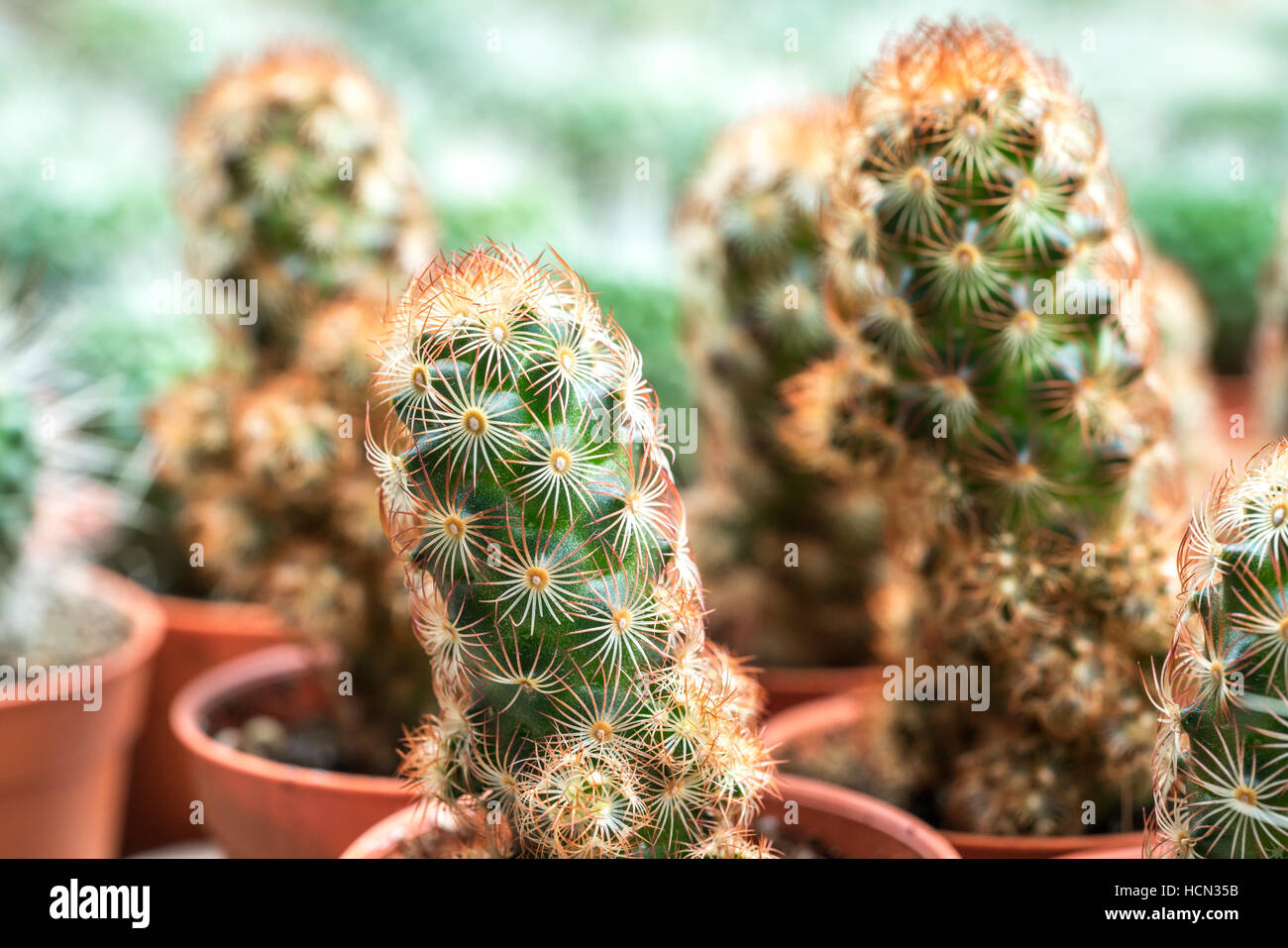 Cactus with close up view Stock Photo - Alamy